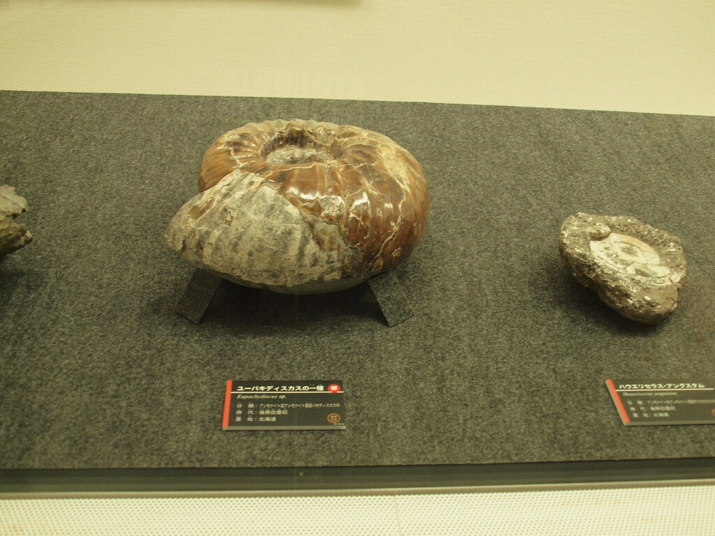 Ammonites in November 2021 by Cowry639. 学名はEupachydiscus sp.です。 北海道でも ...