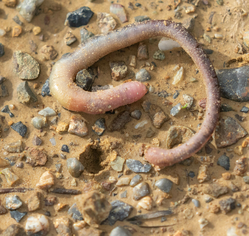 Earthworms from Mount Diablo State Park, Contra Costa County, CA, USA ...