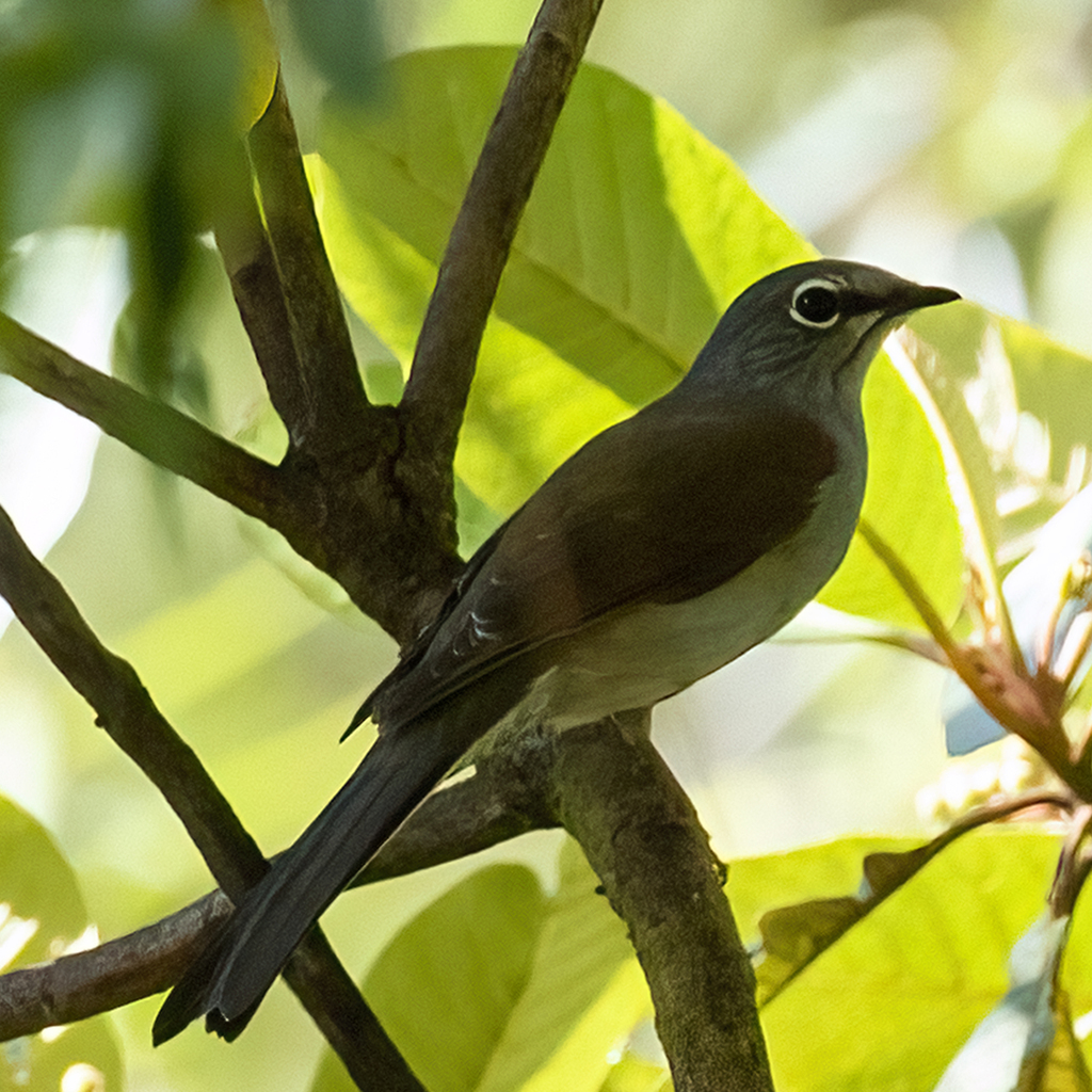 Brown-backed Solitaire from 70900 Pochutla District, Oaxaca, Mexico on ...