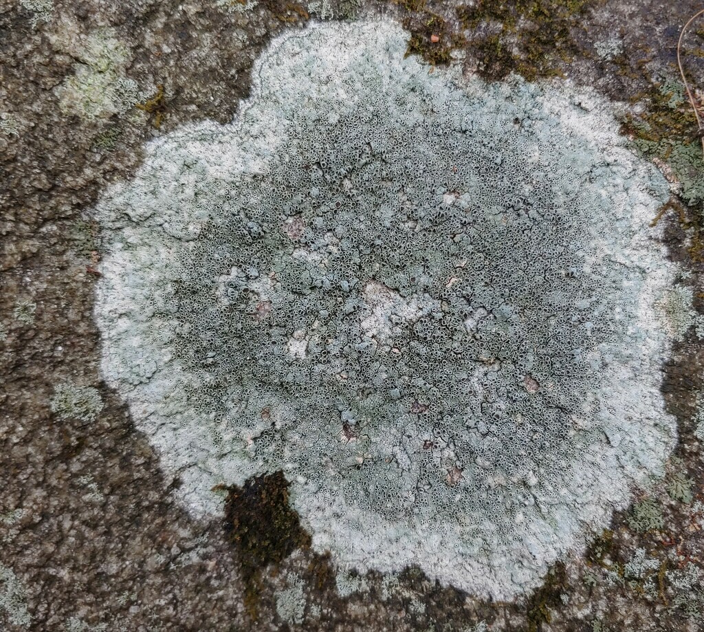 Regular Rock-rim from Dekalb County, GA, USA on December 27, 2024 at 12 ...