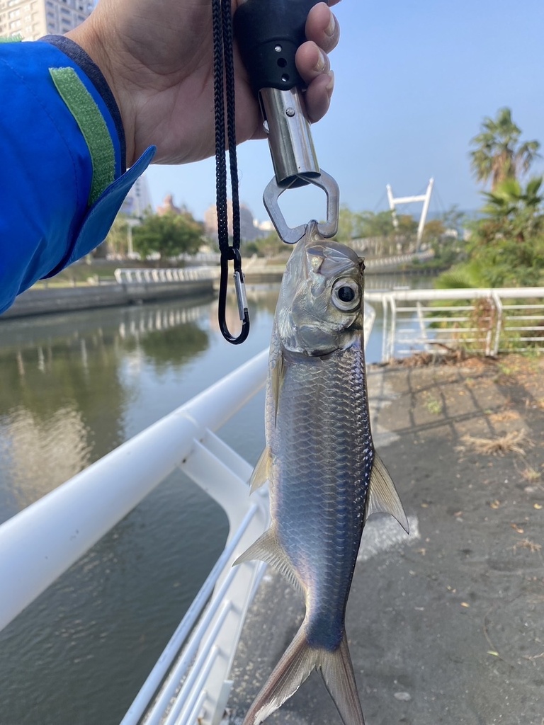 Indo-Pacific Tarpon from 愛河, 鼓山區, 高雄市, TW on December 28, 2024 at 10:17 ...