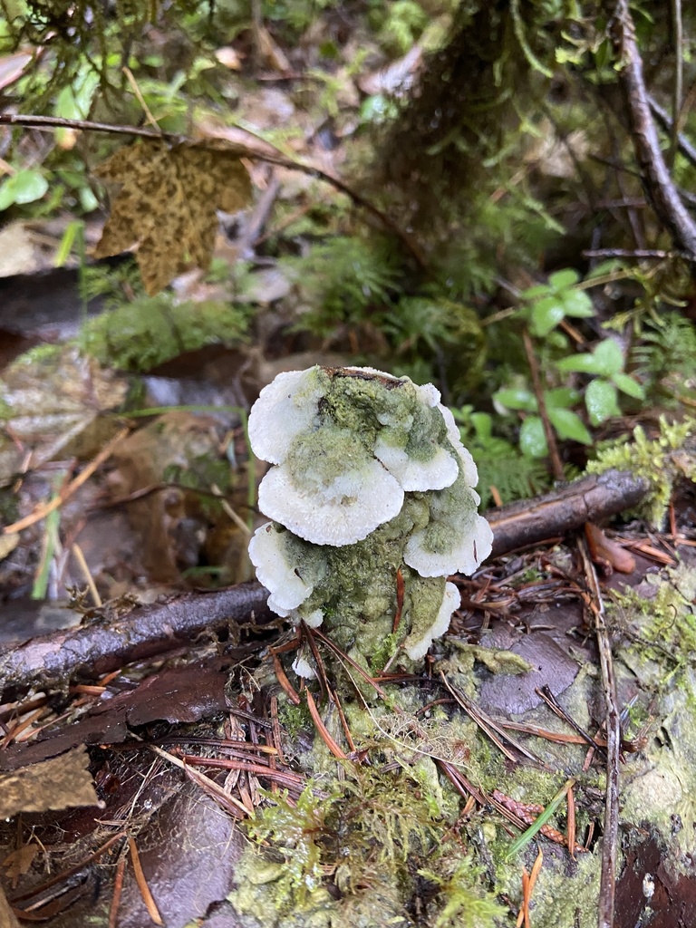 Blue Cheese Polypore from Willamette National Forest, Westfir, OR, US ...