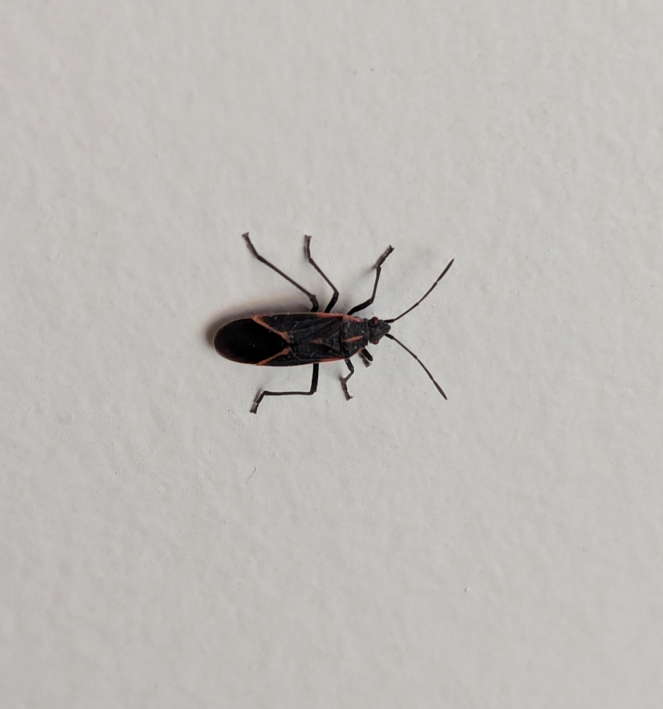 Eastern Boxelder Bug from Washington, MI 48094, USA on December 14 ...