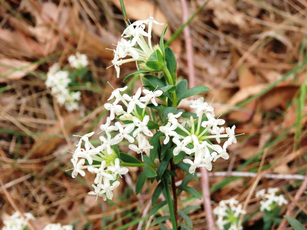 Common Rice-flower from Mount Doran VIC 3334, Australia on October 20 ...
