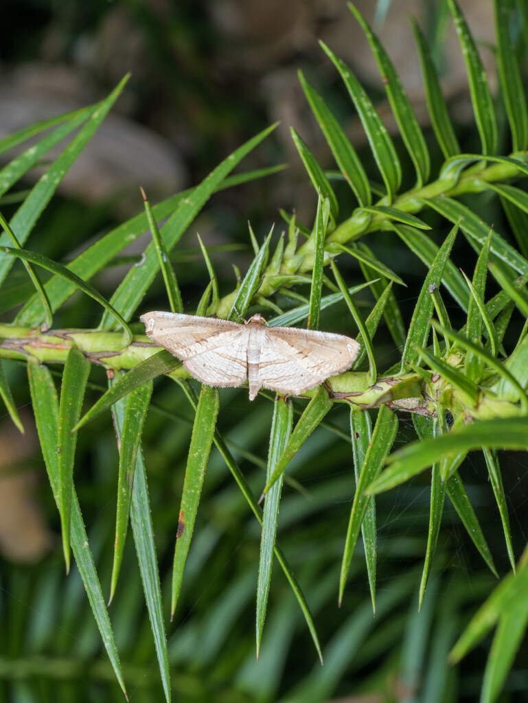 Rhodoneura pallida from Hangzhou, CN-ZJ, CN on April 29, 2024 at 12:33 ...