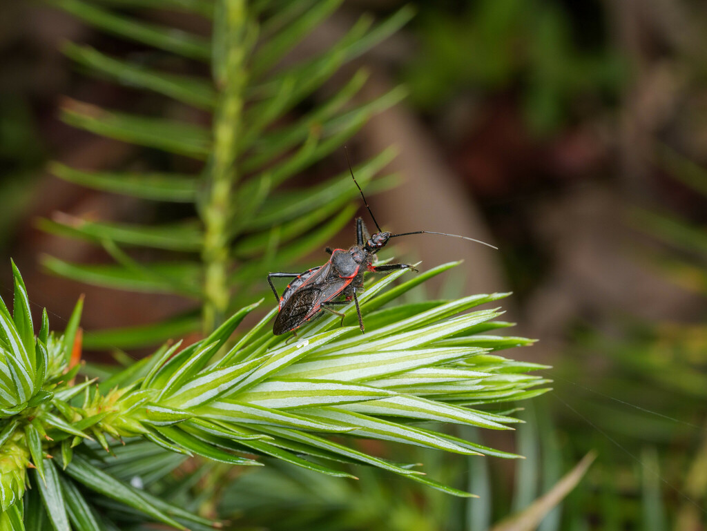 Rhynocoris incertis from 中国浙江省杭州市富阳区 on April 29, 2024 at 12:32 PM by ...