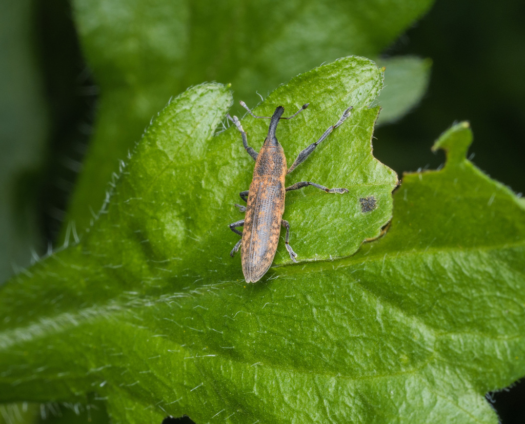 Lixus maculatus from 中国浙江省杭州市富阳区 on April 29, 2024 at 11:51 AM by ...