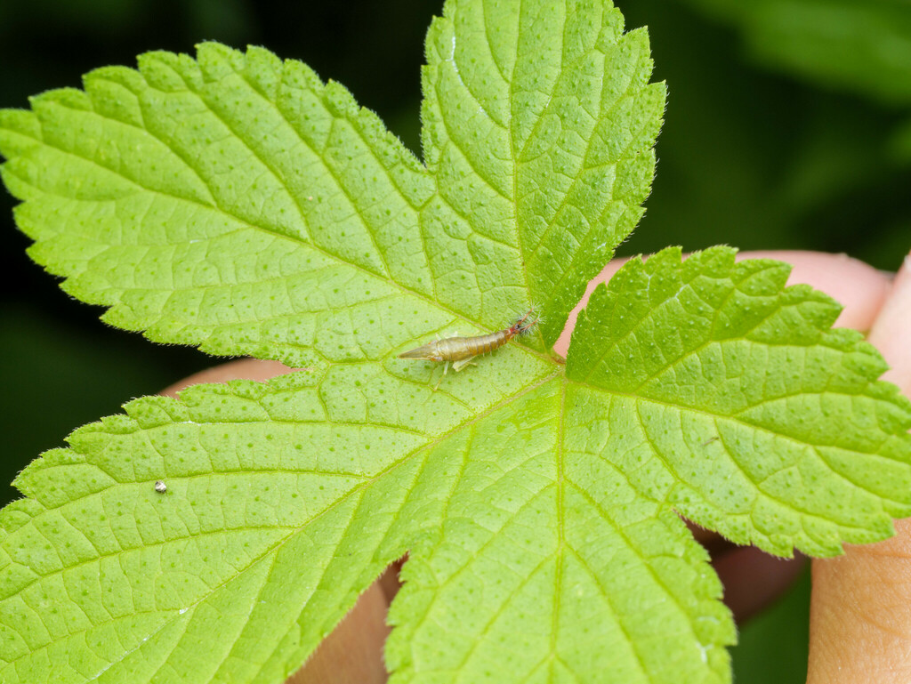 Typical Leafhoppers from 中国浙江省杭州市富阳区 on April 29, 2024 at 11:56 AM by ...