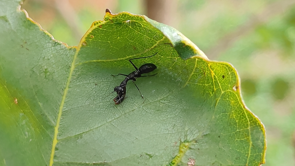 Asian Ant Mantises from Karuvalur, Tamil Nadu 641670, India on December ...
