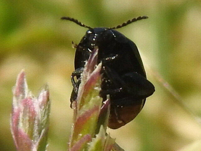 Nonarthra cyanea from 日本、〒114-0016 東京都北区上中里 on April 04, 2020 at 11:35 ...