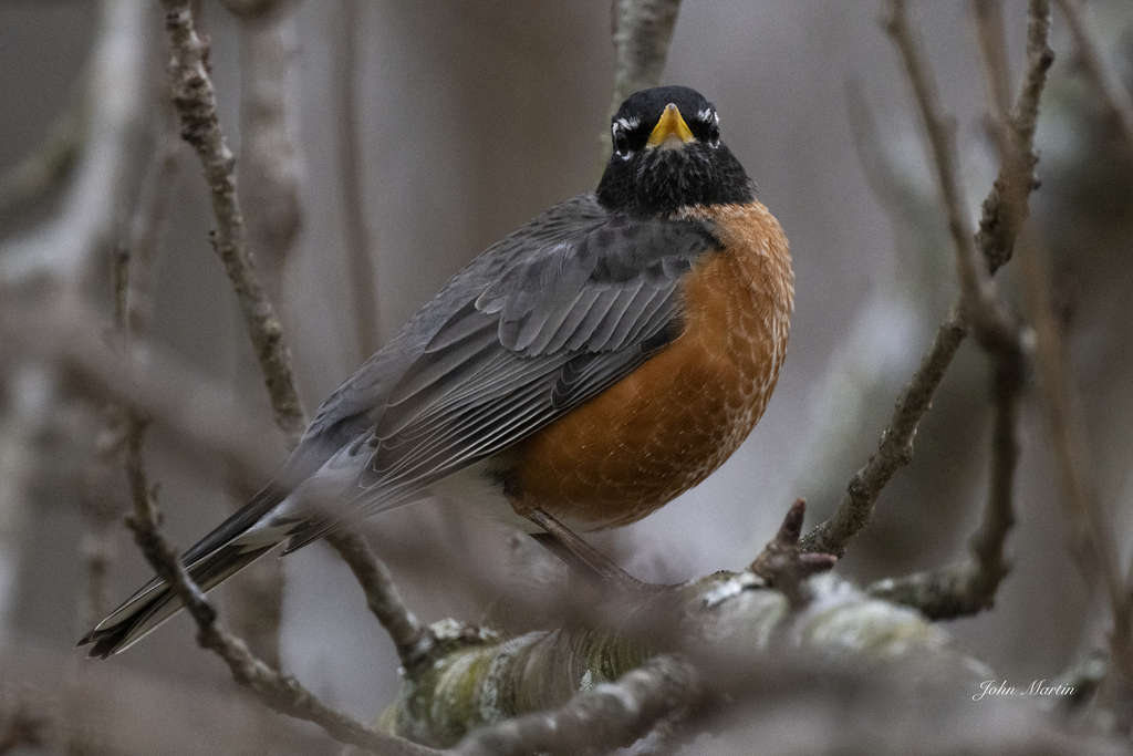 American Robin from Rutledge Acres, Gaffney, SC, USA on December 26 ...