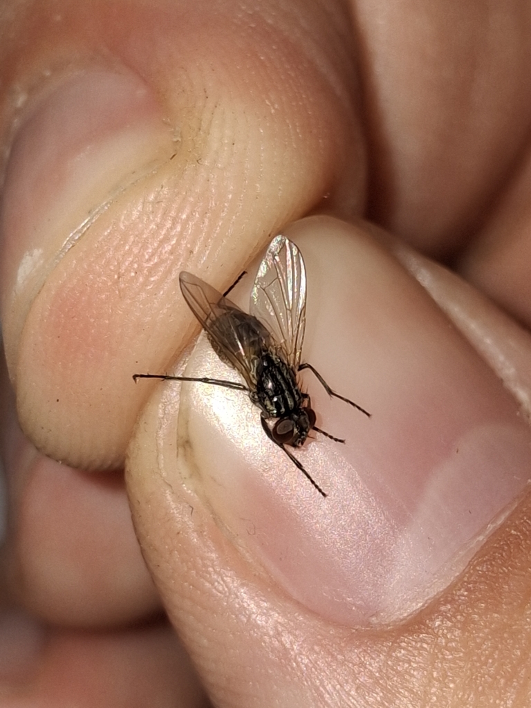 Musca from Elgin, OR 97827, USA on December 27, 2024 at 07:56 PM by ...