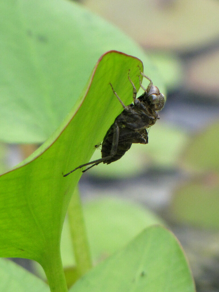 Libelluloidea from Southwest Washington, Washington, DC, USA on August ...