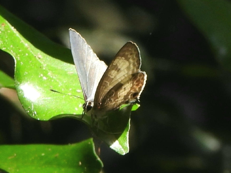 Transparent 6-line Blue from Dundowran Beach QLD, Australia on December ...
