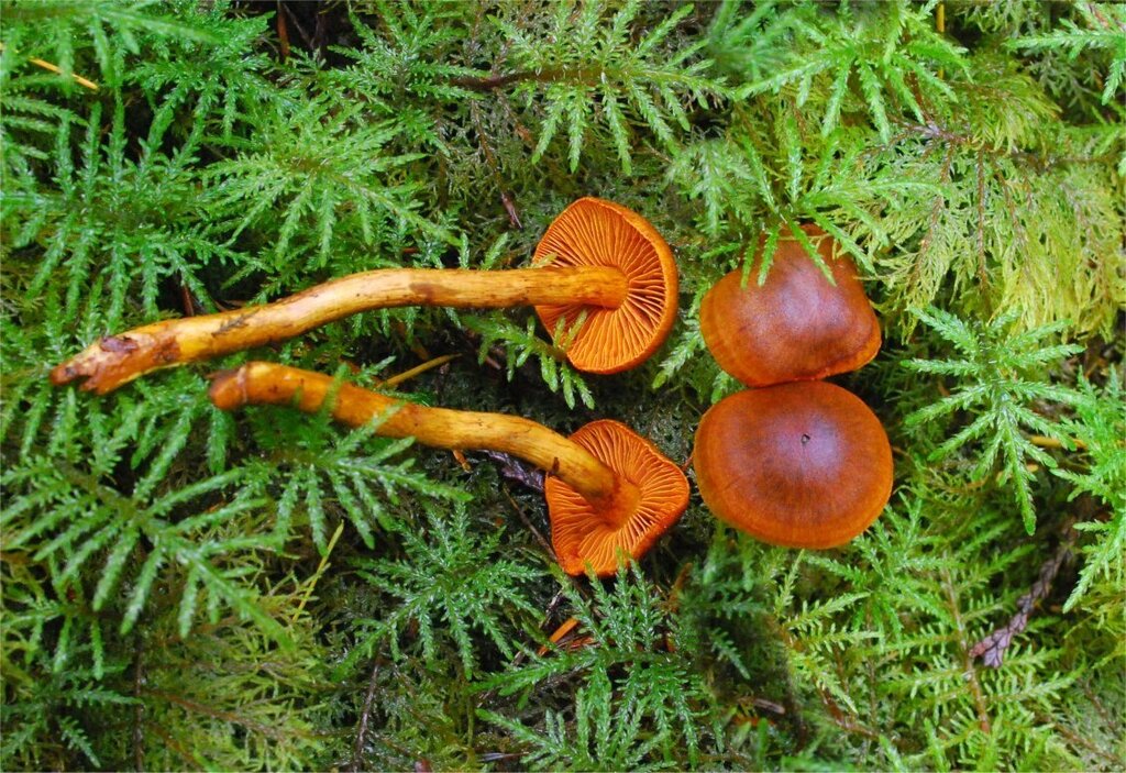 saffron-colored webcap from Squamish, BC, Canada on October 19, 2009 at ...
