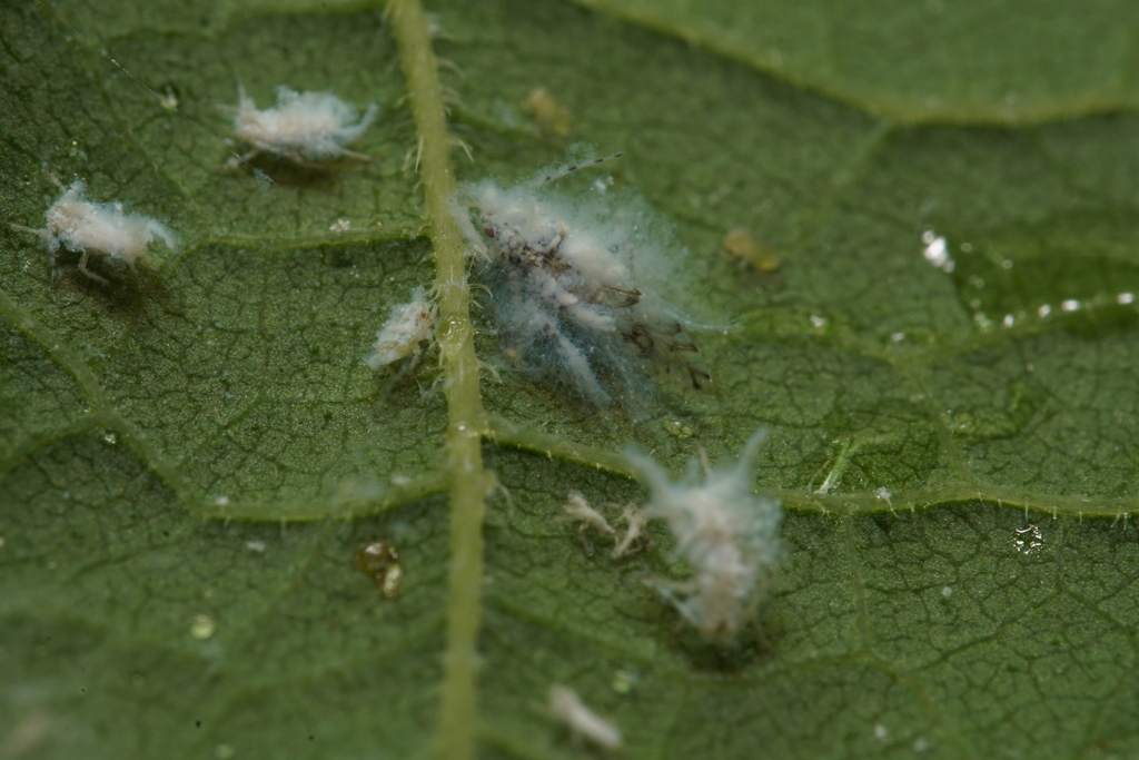 Asian Woolly Hackberry Aphid from Adelaide botanic gardens on December ...