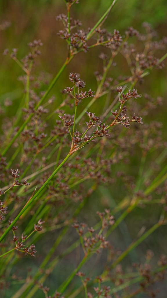 Juncus microcephalus from Cautín, CL-AR, CL on December 27, 2024 at 07: ...