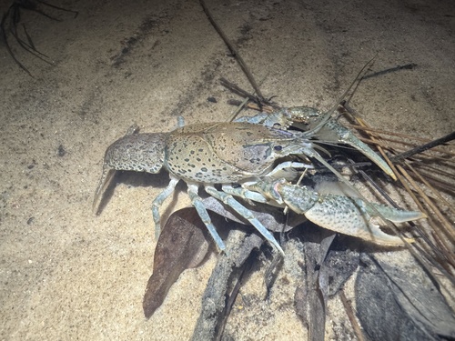 Giant Bearded Crayfish (Procambarus tulanei) · iNaturalist United Kingdom