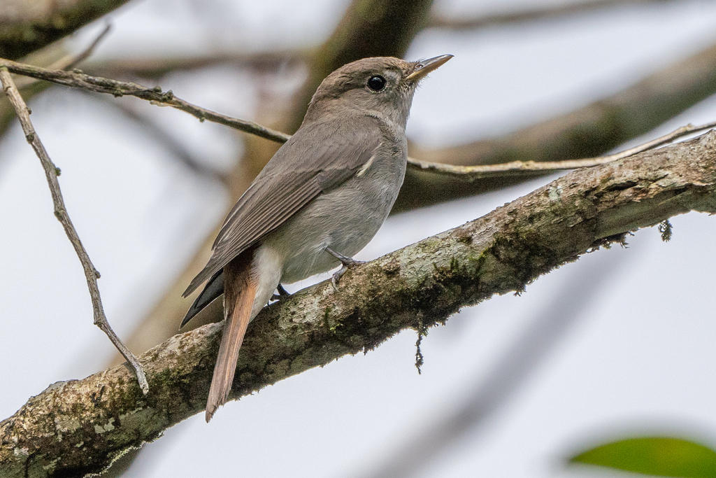 Rusty-tailed Flycatcher from Kunnathidavaka, Kerala, India on December ...