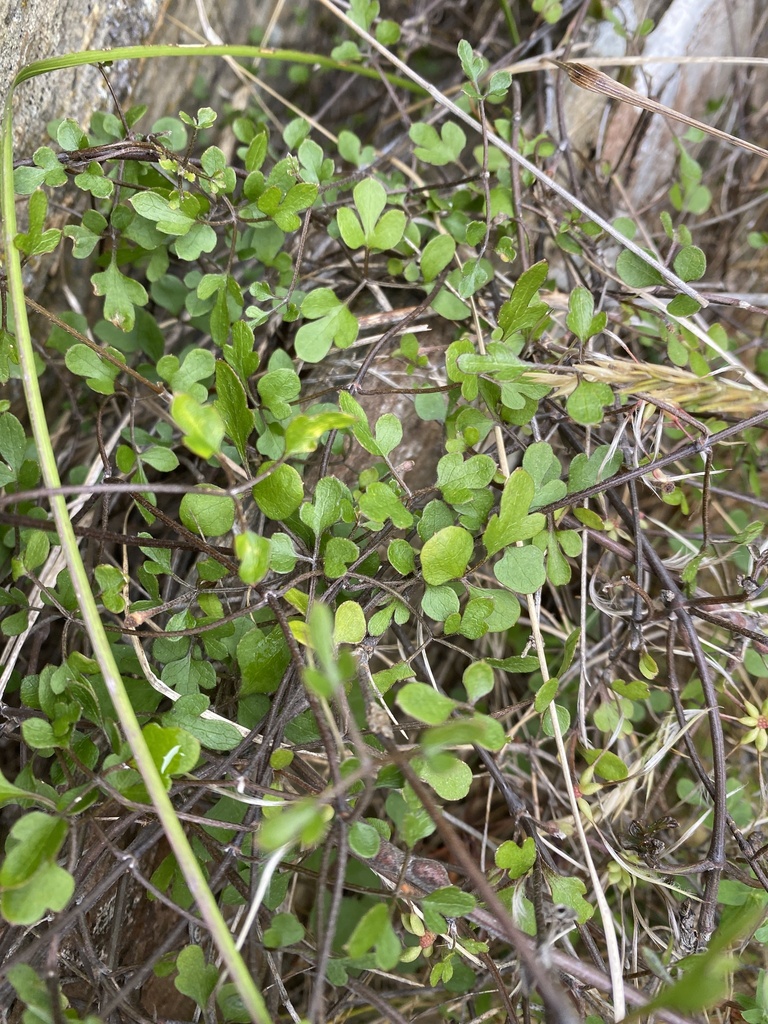Clematis marata from Butchers Gully 9392, New Zealand on December 21 ...
