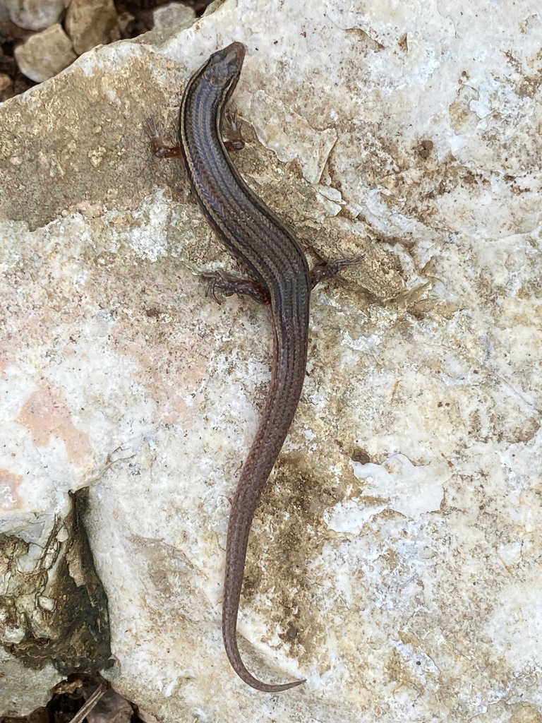 Bowring’s Supple Skink from Christmas Island, Christmas Island, CX on ...