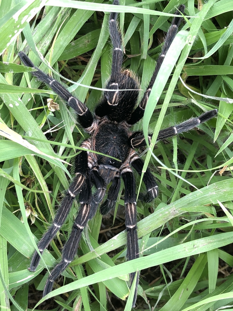 Costa Rican Striped-knee Tarantula from Liberia, Liberia, Guanacaste ...