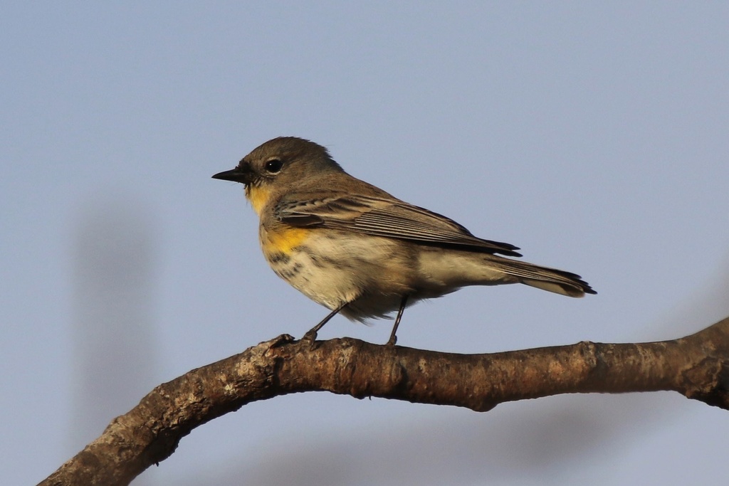 Yellow-rumped Warbler from Rogue River Ave, Fountain Valley, CA, US on ...