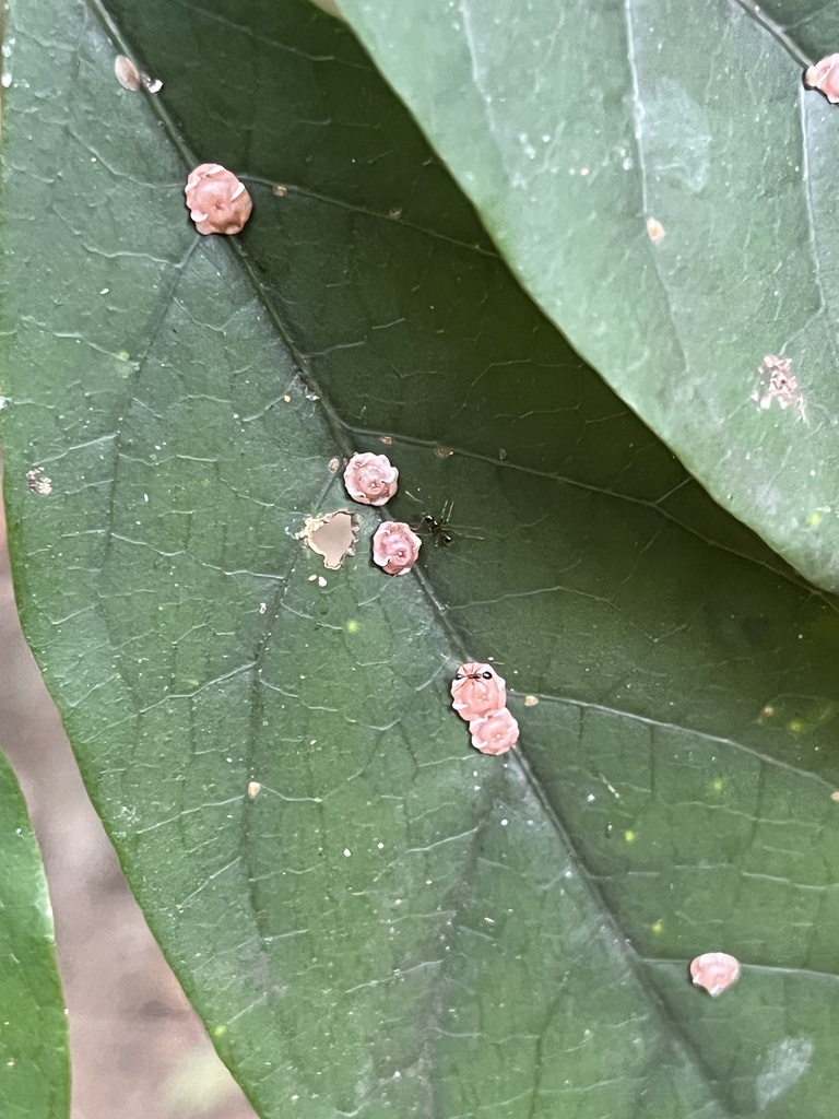 Pink wax scale from 沖縄県 県民の森, 恩納村, 沖縄県, JP on December 28, 2024 at 02: ...