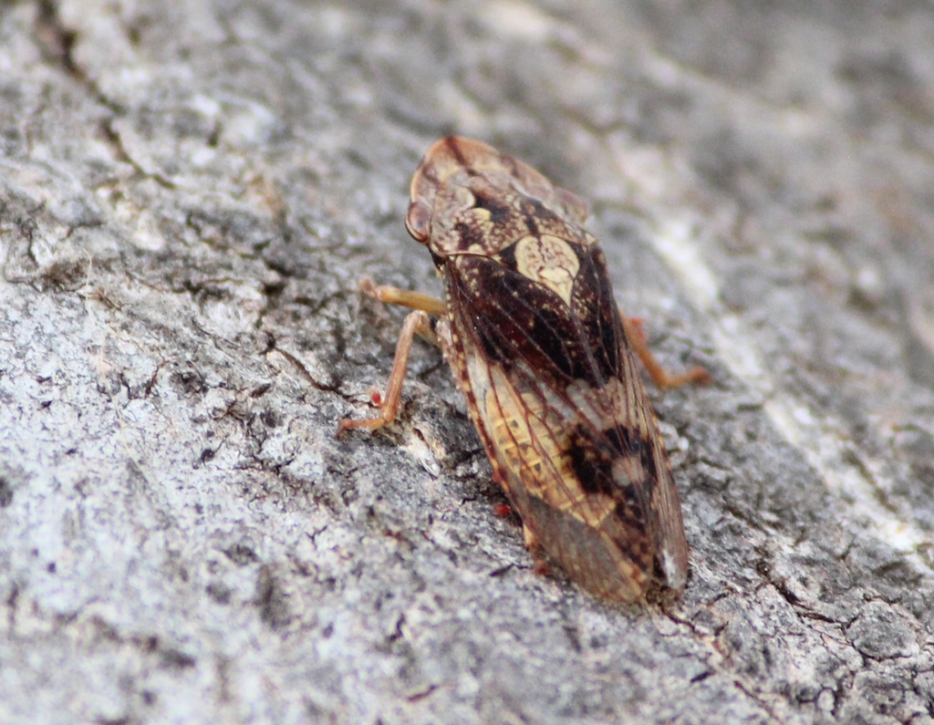 Stenocotini from Balliang VIC 3340, Australia on December 12, 2024 at ...