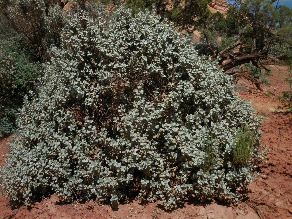 Roundleaf buffaloberry in June 2023 by Shane Jordan · iNaturalist