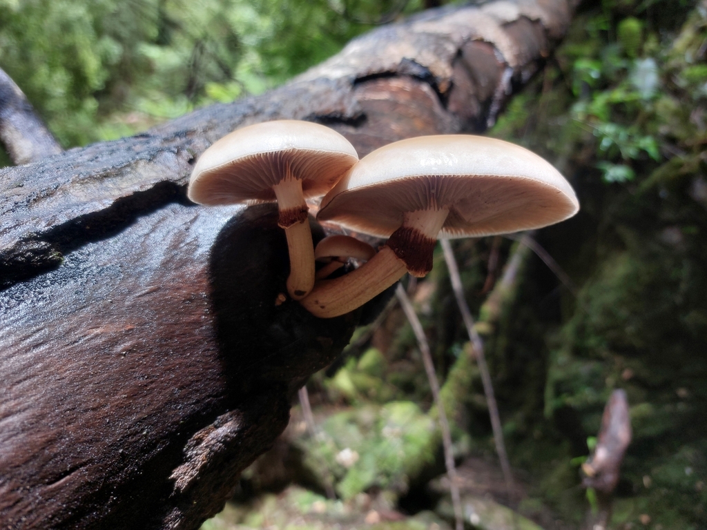 Tawaka from Waratah-Wynyard, TAS, Australia on December 28, 2024 at 11: ...