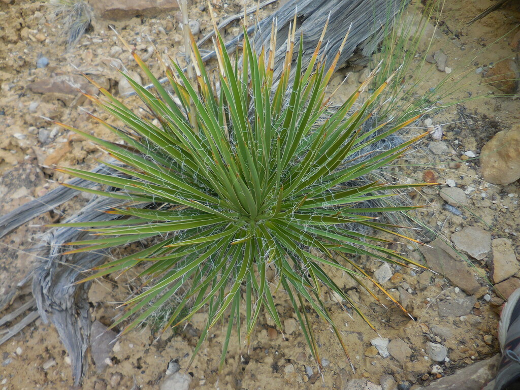 Dwarf Yucca from Grand Staircase Escalante National Monument on June 15 ...
