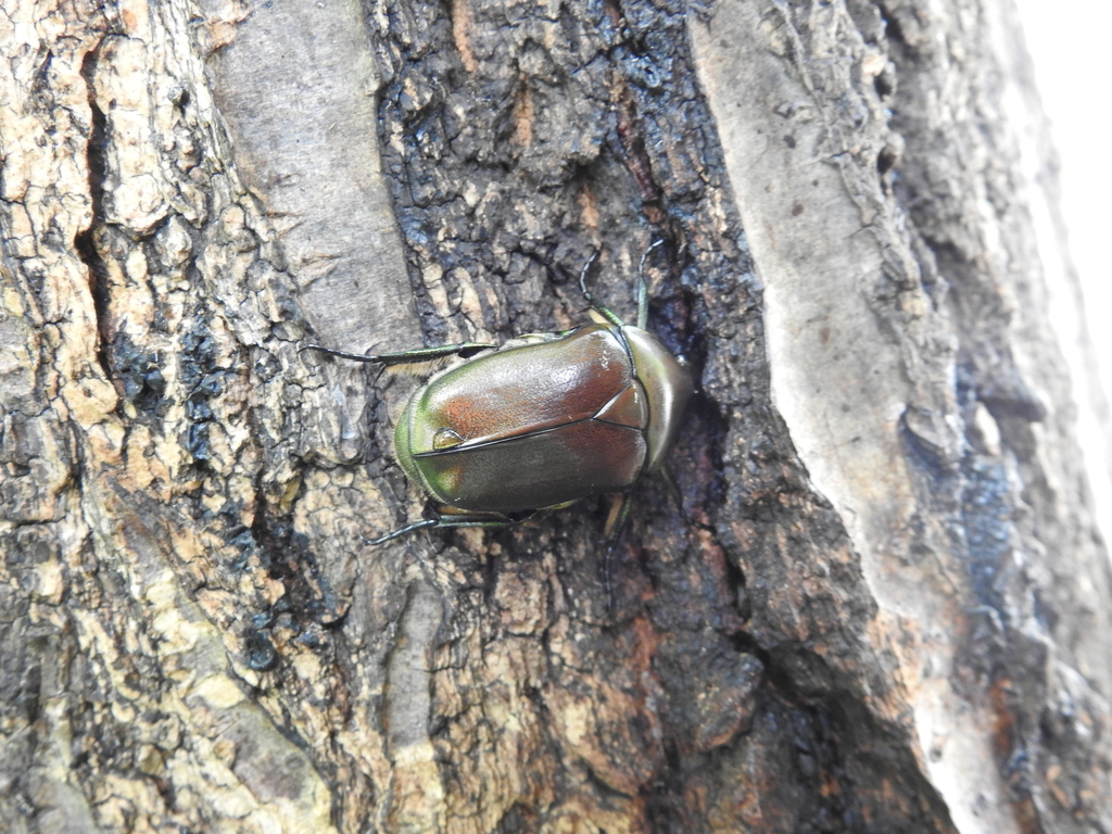 Japanese Drone Beetle from 日本、〒114-0002 東京都北区王子 on August 2, 2020 at 10 ...