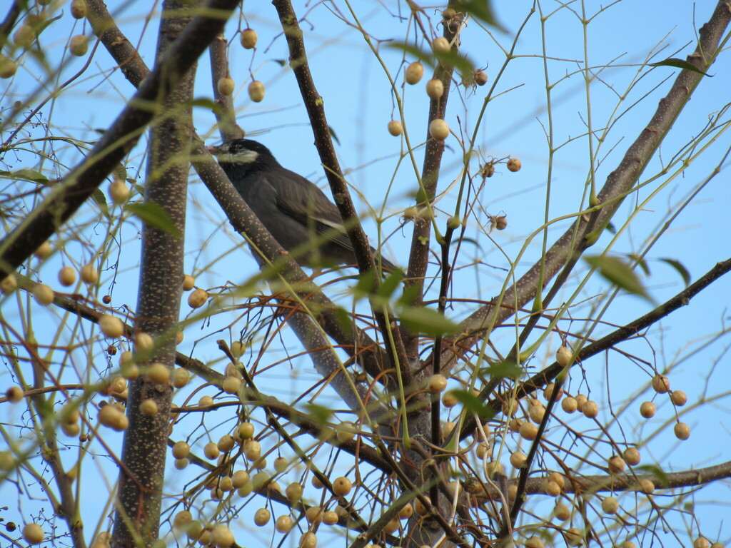 White-cheeked Starling from Shinhashideracho, Moriguchi, Osaka 570-0098 ...