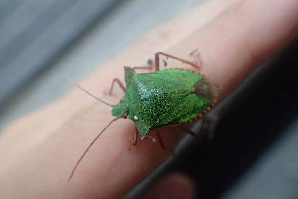 Japanese Stink Bug in September 2015 by hakkahamushi · iNaturalist