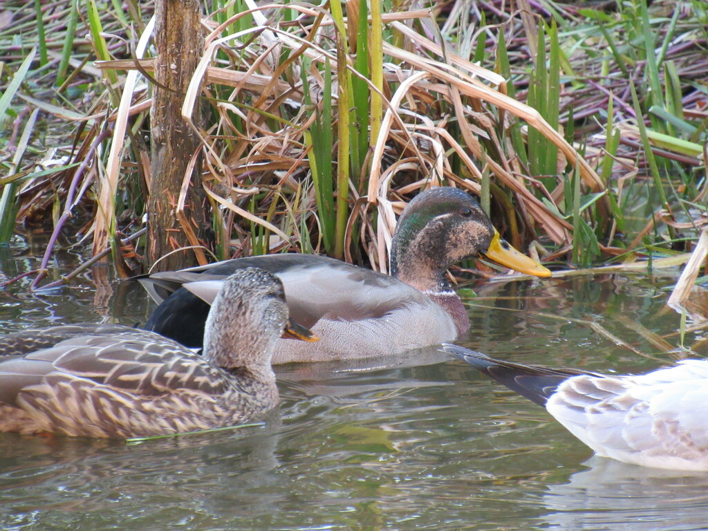 Mallard from Asahi-ku, Osaka, Japan on December 28, 2024 at 02:17 PM by ...