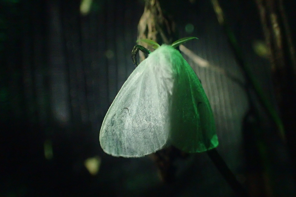 Black V Moth in September 2015 by hakkahamushi · iNaturalist