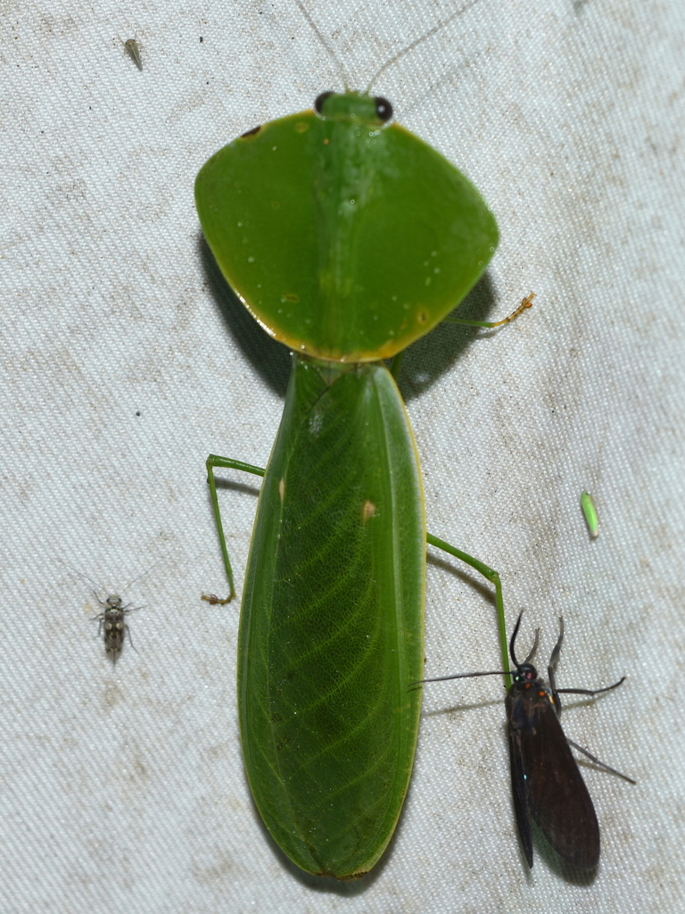 Peruvian Shield Mantis from Sierra de Juárez, Oaxaca, México on June 15 ...