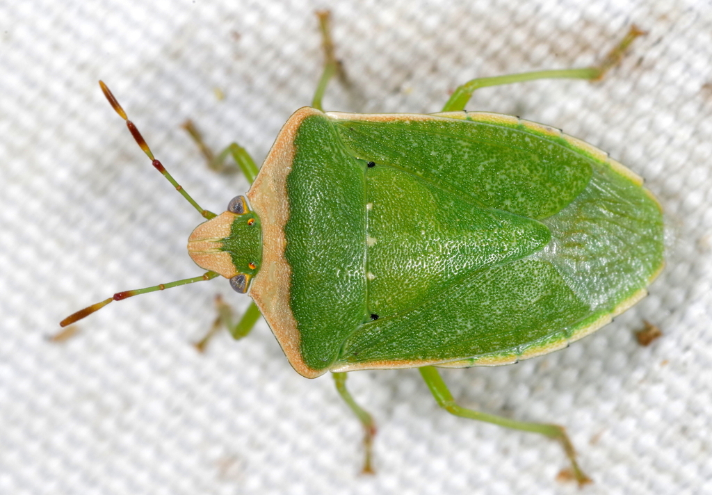 Southern Green Stink Bug from 13210 Saint-Rémy-de-Provence, France on ...