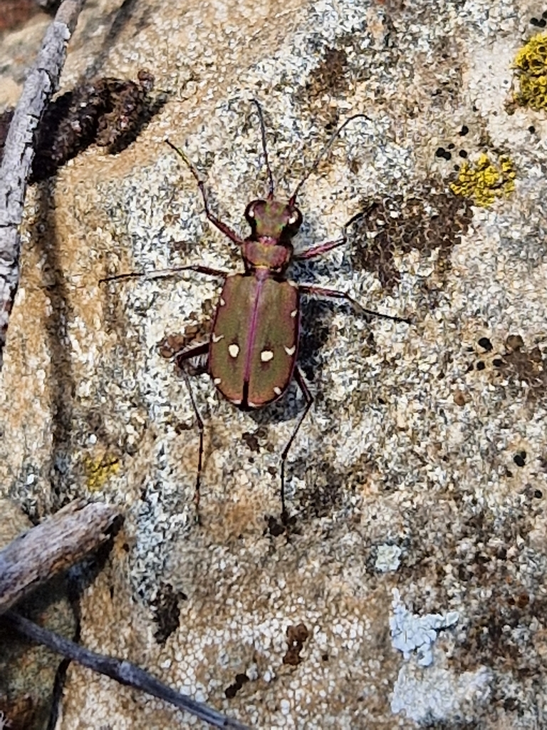 Green Tiger Beetle from 2618, Cyprus on December 28, 2024 at 11:53 AM ...