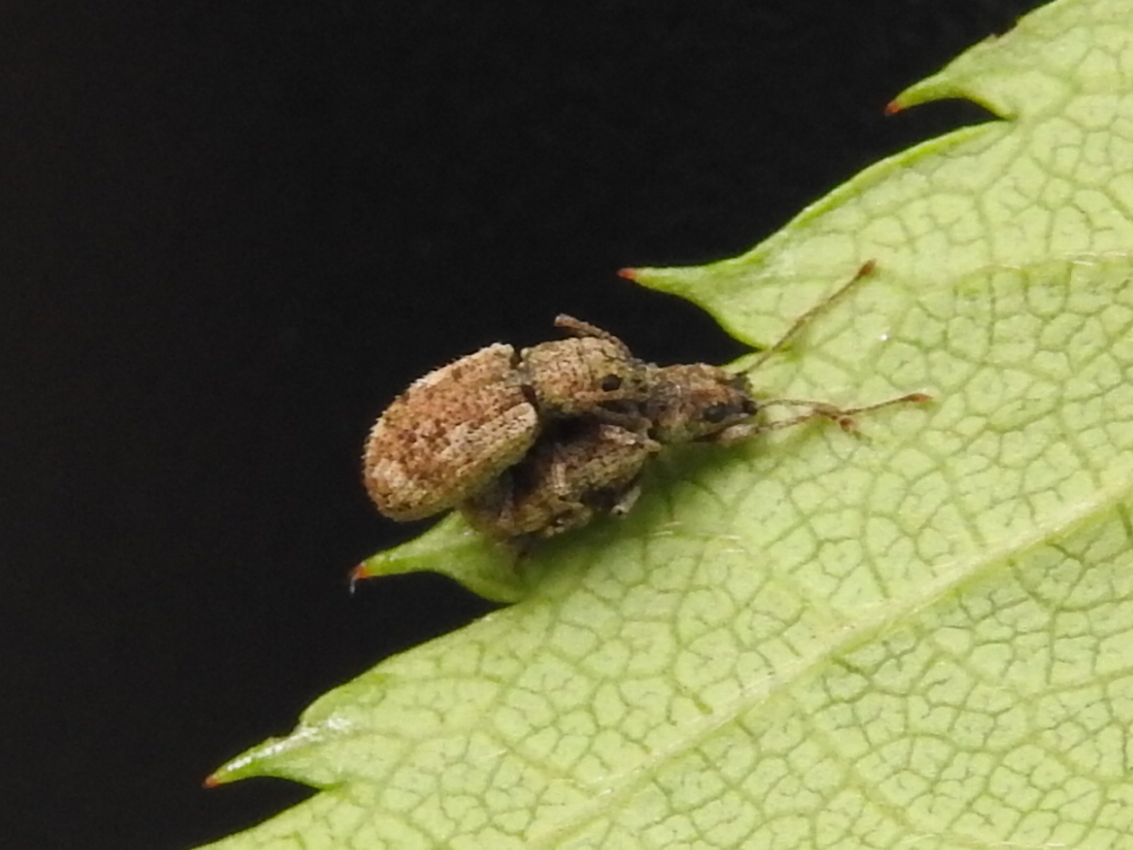 Peach Root Weevil from 日本、〒116-0011 東京都荒川区西尾久 on May 9, 2021 at 08:14 ...
