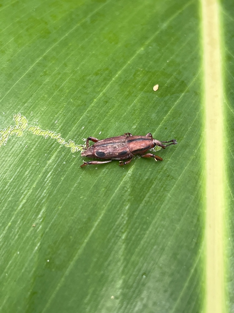 Sphenocorynes ocellatus in December 2024 by Nakatada Wachi · iNaturalist