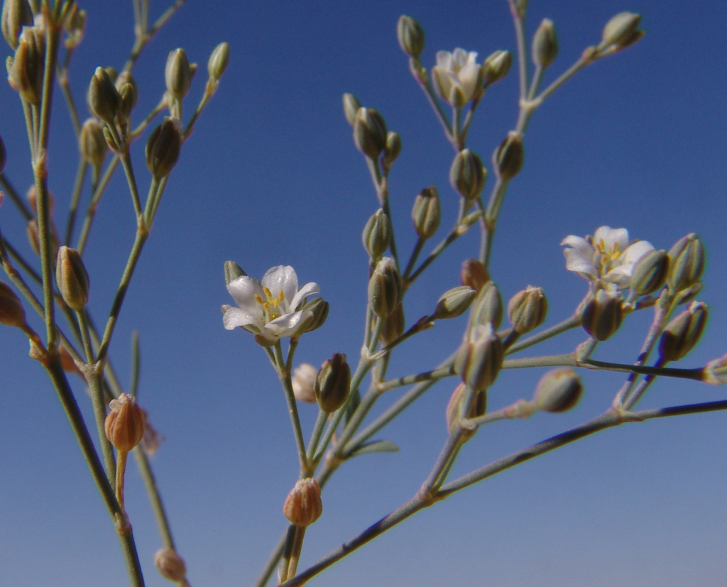 (Polycarpaea confusa) - Botanical Realm