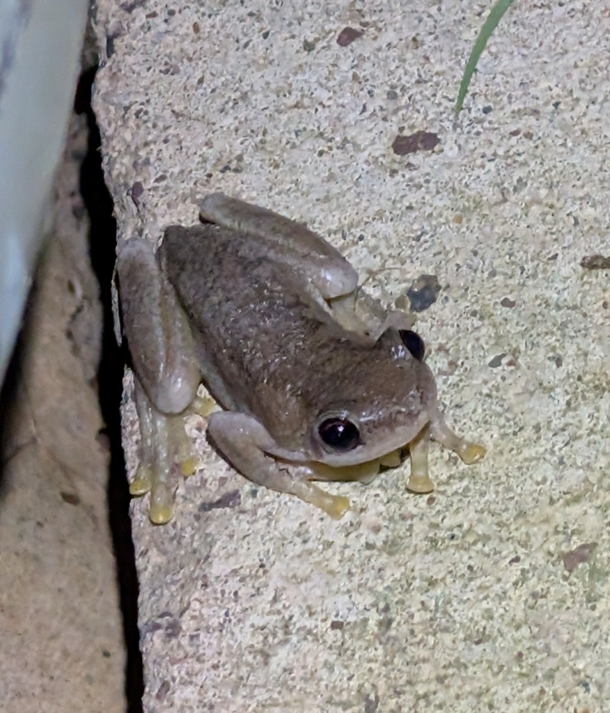 Slender bleating tree frog from Redbank Creek QLD 4312, Australia on ...