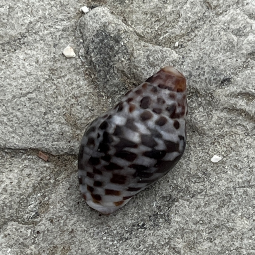 Lineated cominella from Encounter Bay, SA, AU on December 28, 2024 at ...
