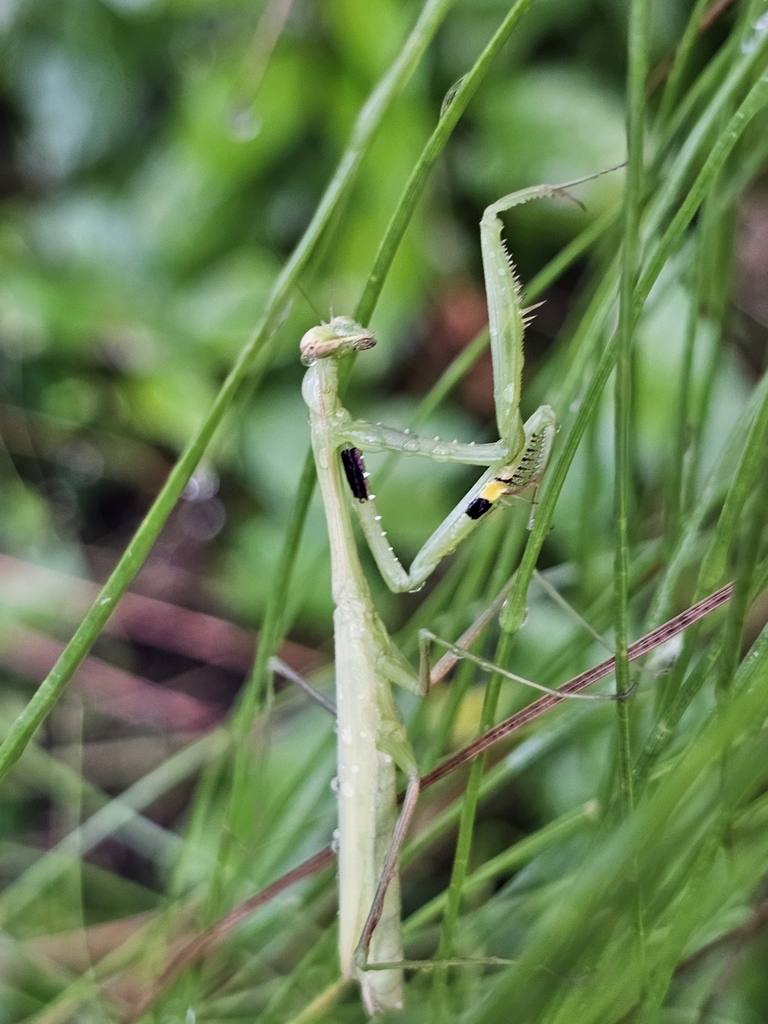 Asian Jumping Mantis in December 2024 by LannaMountainsCharlie ...