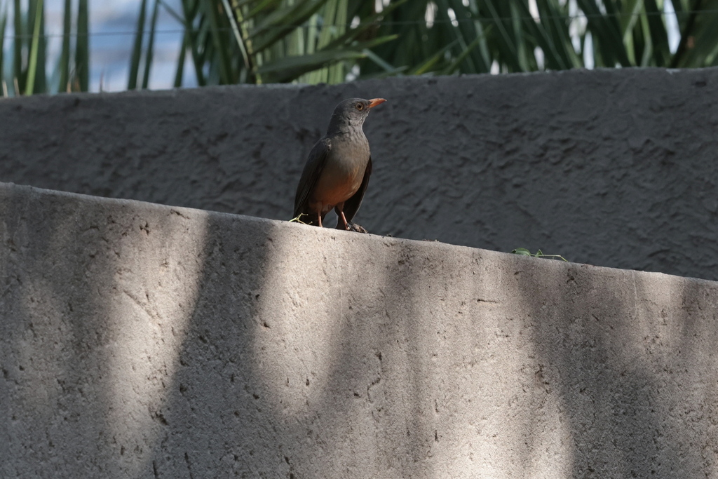 Karoo Thrush from Beyers Park, Boksburg, 1459, Южная Африка on November ...