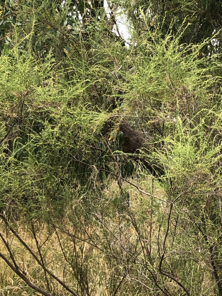 Sifton Bush from Olney Ct, Knoxfield, VIC, AU on December 28, 2024 at ...