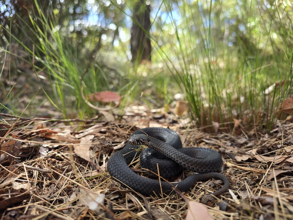 Pygmy Copperhead from Aldgate SA 5154, Australia on December 21, 2024 ...