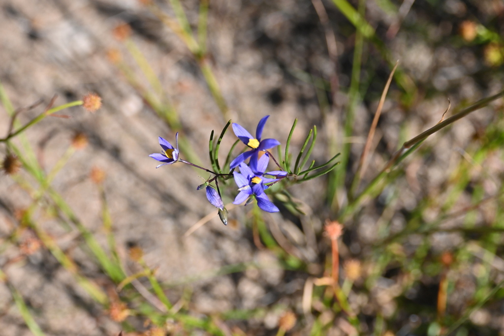 nodding blue lily from Hopetoun WA 6348, (Laurina Rd) Australia on ...